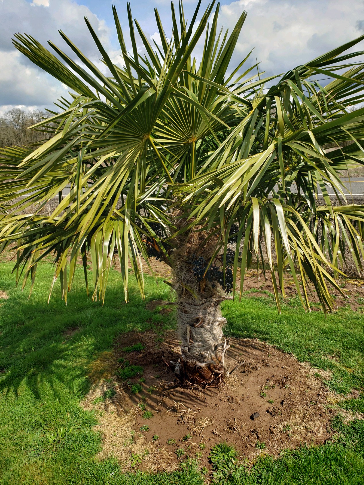 Clyde’s Garden – Raintree Tropical
